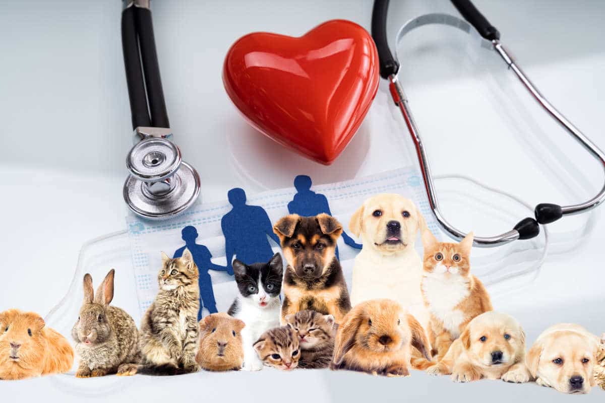 Assurance santé animaux : le guide complet pour protéger la santé de ...