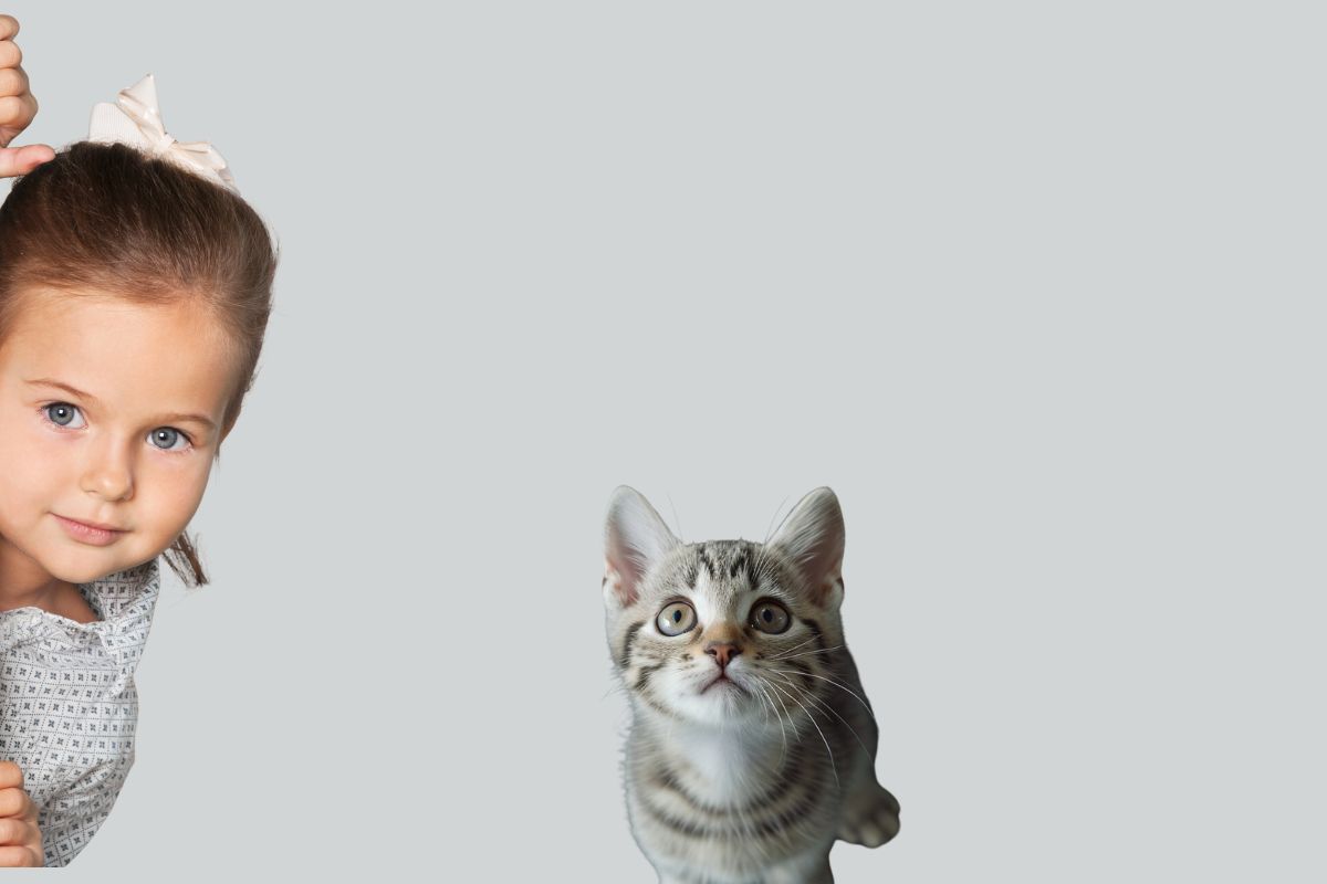 Le chat American Shorthair : apparence, caractère, histoire, santé et ...