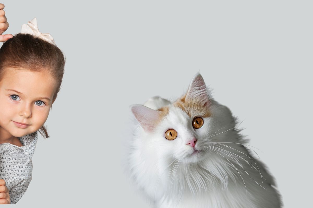 Le chat Turc de Van : apparence, caractère, histoire, santé et alimentation