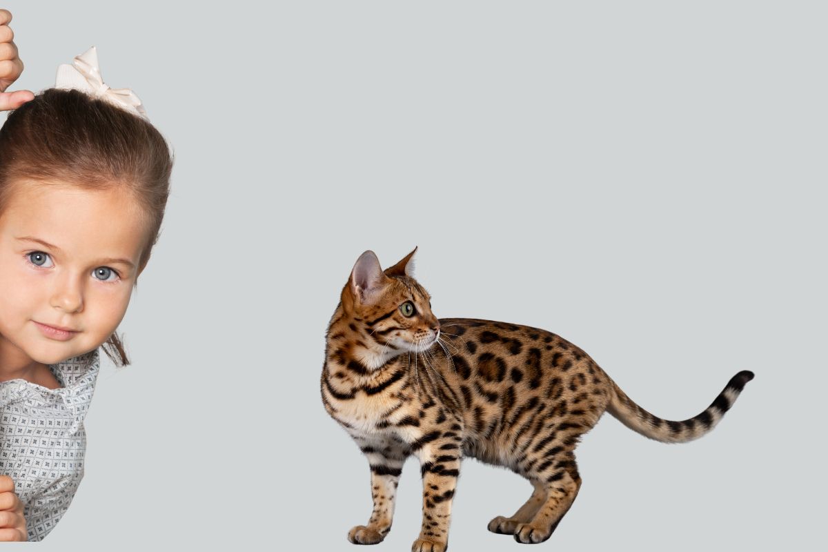 Le chat Bengal : apparence, caractère, histoire, santé et alimentation